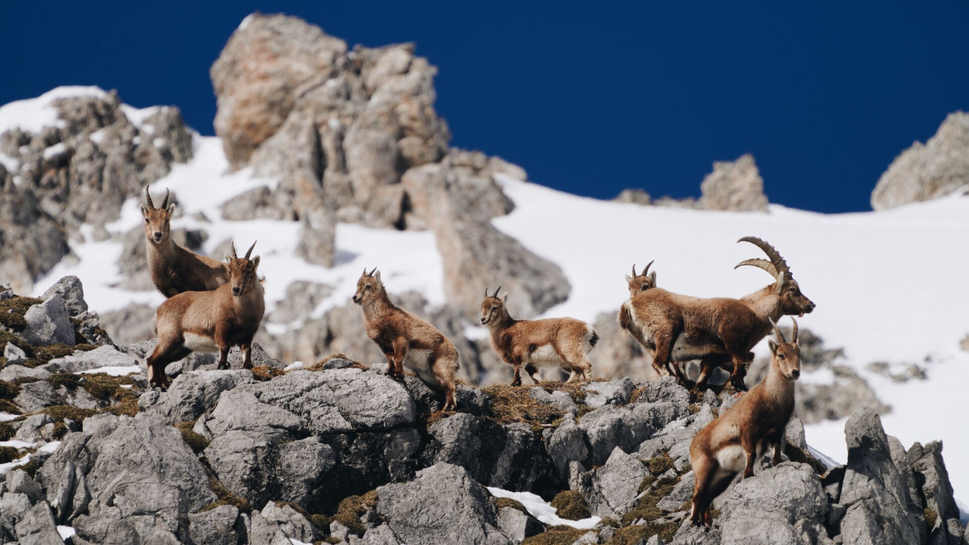 Wildlife photography in Lech Zürs am Arlberg - Lech Zürs