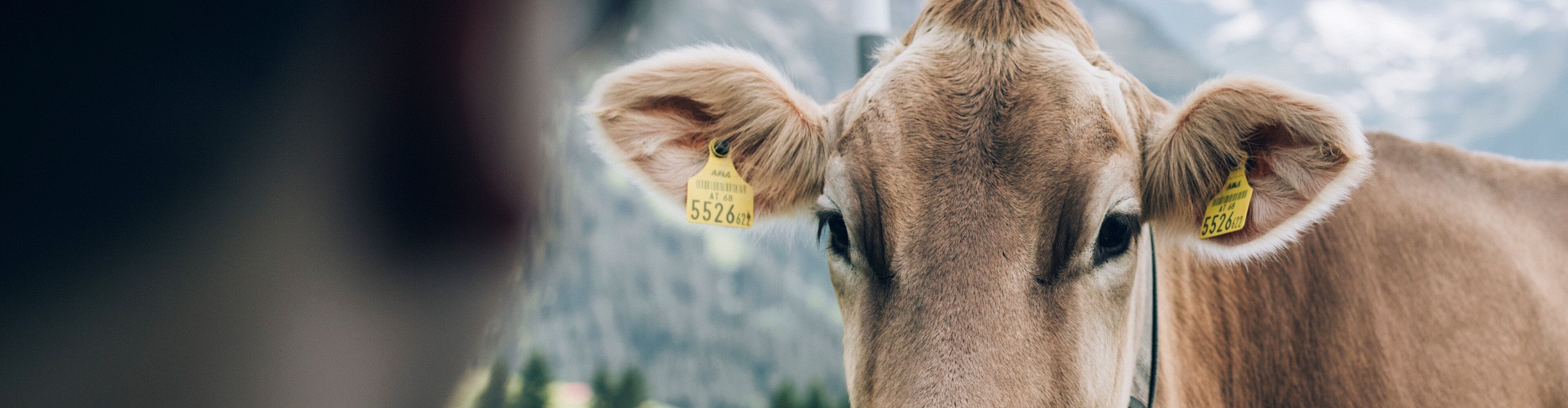 Safe handling of grazing animals - Lech Zürs Stories - Lech Zürs